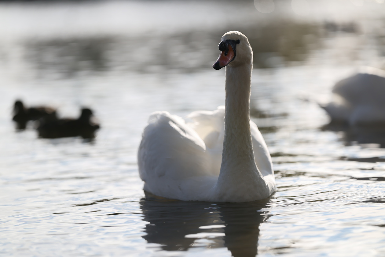 Обзор и тест Canon EOS R5 Mark II